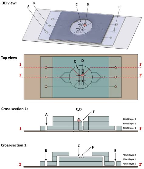 Shown Here Are Schematic Diagrams Of The Microfluidic Clamp Device
