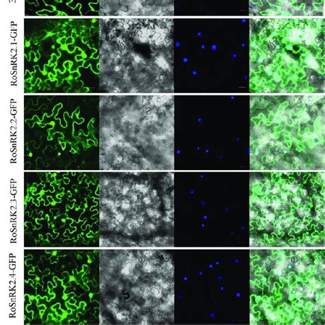 subcellular localization of the fusion protein rosnrks gfp in n
