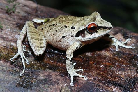 Frog Anatomy Discover The Secrets Of These Slimy Creatures Amphipedia