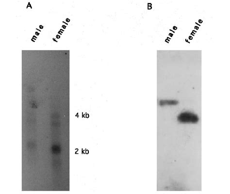 Sex Specific Processing Of Mrnas From The Sxl Gene Of D Virilis A