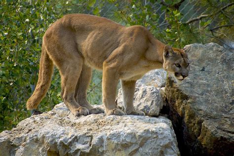 Cougar Sighting Reported Near Michaelis Boulevard And Avenue My