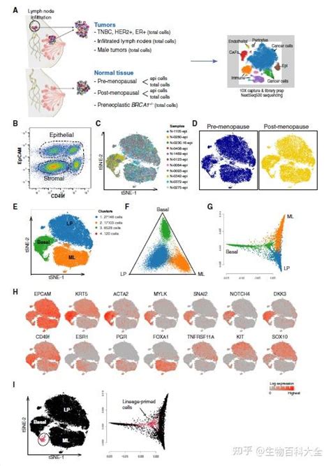 文献解读｜人类乳腺正常、癌前和致瘤状态的单细胞rna表达图谱 知乎
