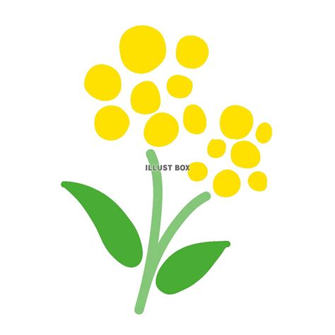 無料イラスト 菜の花