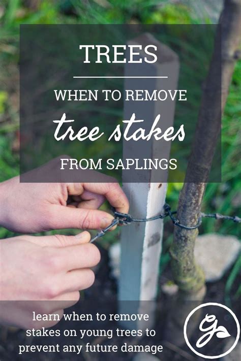 When To Remove Tree Stakes From Saplings Tree Stakes Trees To Plant Tree Support