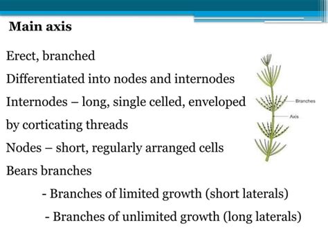 Vegetative And Reproductive Structures Of Chara Pptx Gardening