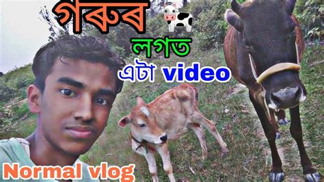 গৰুৰ লগত 🐄 Video With Cow 😎😎😎 Djs Assam Vlogs 2023 Youtube