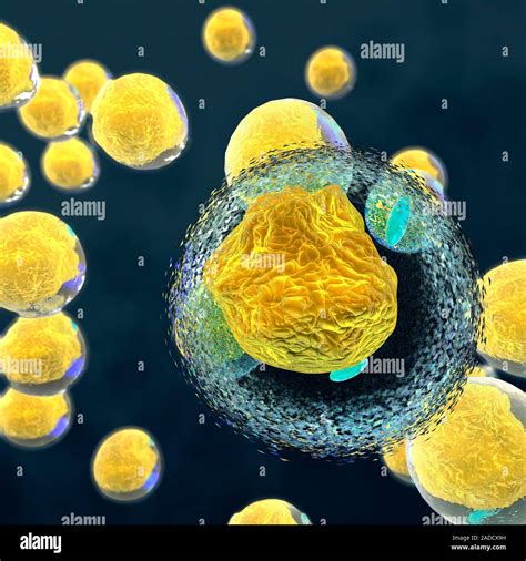 Fat Cells Illustration Fat Cells Adipocytes Or Lipocytes Are The