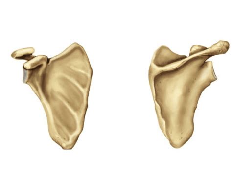 Lab 2 Scapula Diagram Quizlet