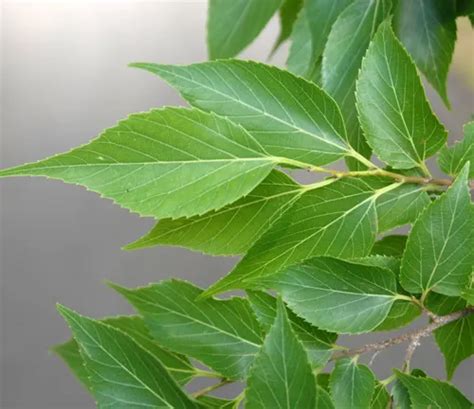 Hackberry Tree Forestry Com Hackberry Tree Forestry Com