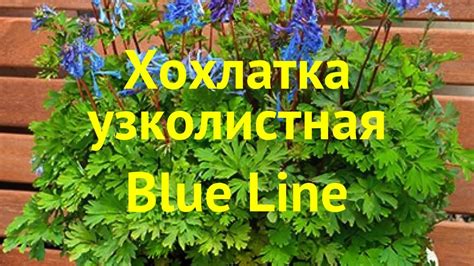 Хохлатка Блю Лине. Краткий обзор, описание характеристик corydalis blue ...