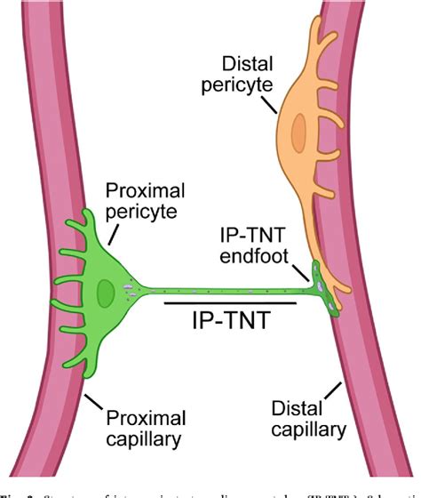 Figure 1 From Neurovascular Dysfunction In Glaucoma Semantic Scholar