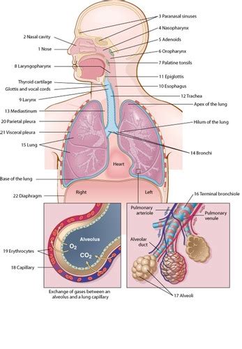 Respiratory System Flashcards Quizlet Respiratory System Flashcards Quizlet