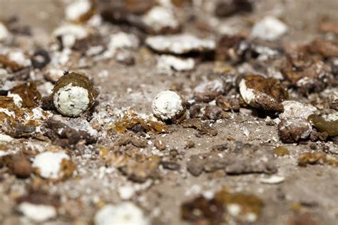 Bird Droppings Identification