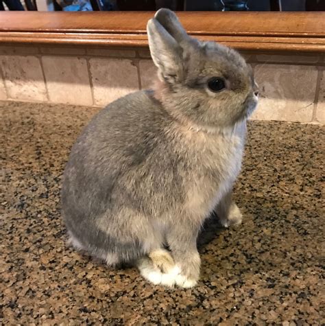 Dwarf Bunny Teeth At Samantha Straus Blog