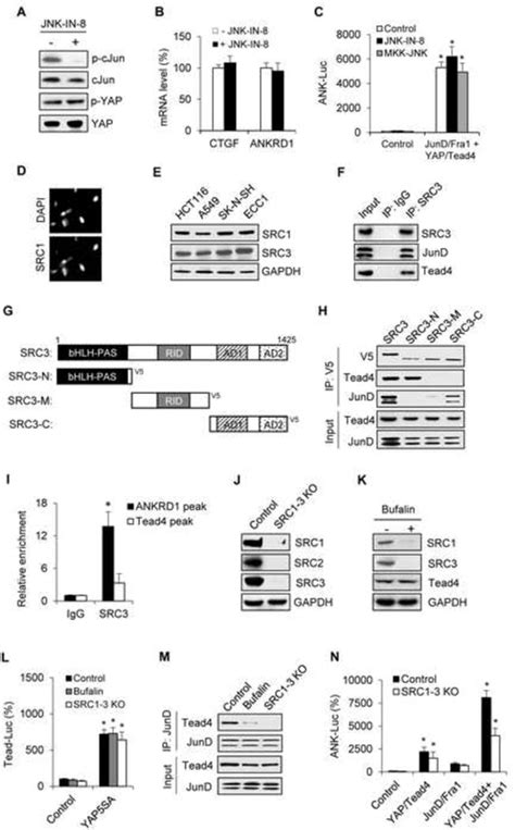 Tead And Ap1 Coordinate Transcription And Motility Pmc
