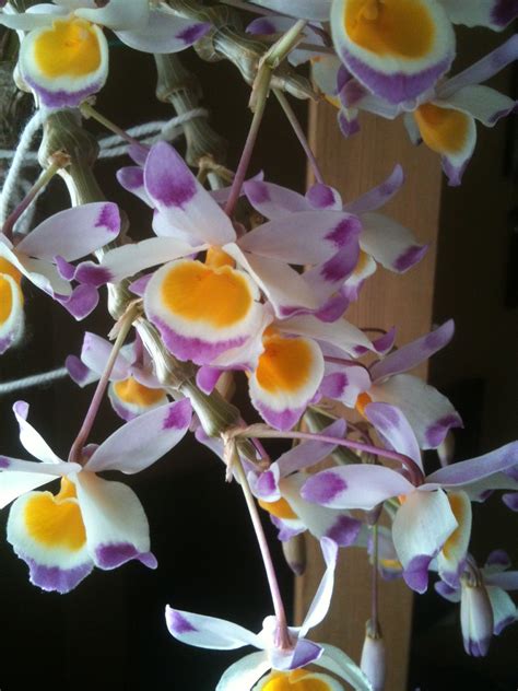 Rare Unique And Beautiful Plants Blog Dendrobium Pendulum