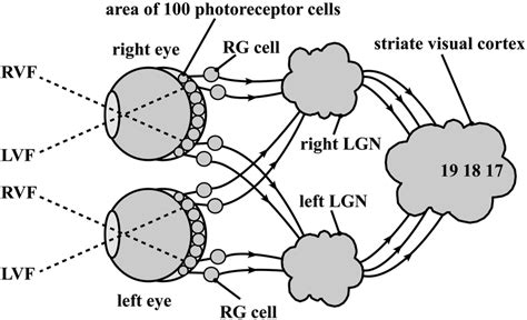 3 Plan View Of The Human Brain Showing The Right Visual Field Rvf