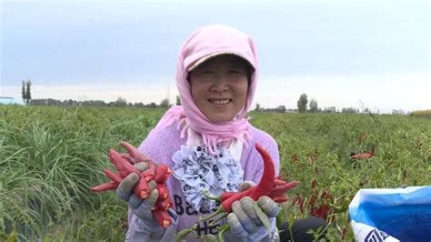 【中国农民丰收节】永昌县：万亩辣椒喜丰收 映红农户好日子澎湃号·政务澎湃新闻 The Paper