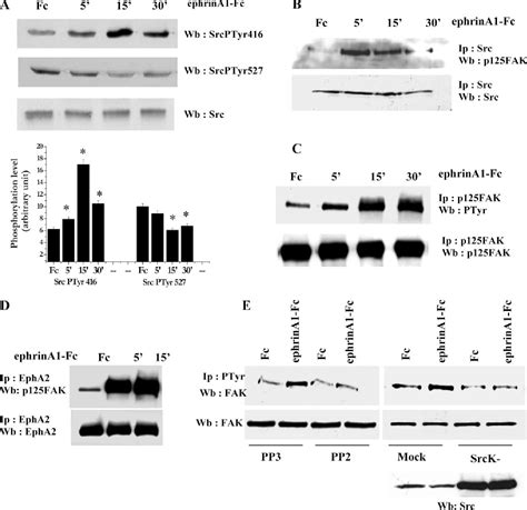 Figure 1 From Ephrina1 Activates A Src Focal Adhesion Kinase Mediated Motility Response Leading