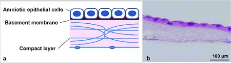 The Structure Of Amniotic Membrane A Schema Of Amniotic Membrane Download Scientific Diagram