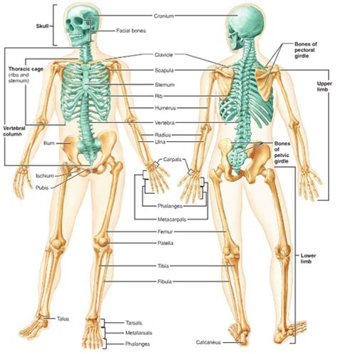 Overview Of The Skeleton Classification And Structure Of Bones And
