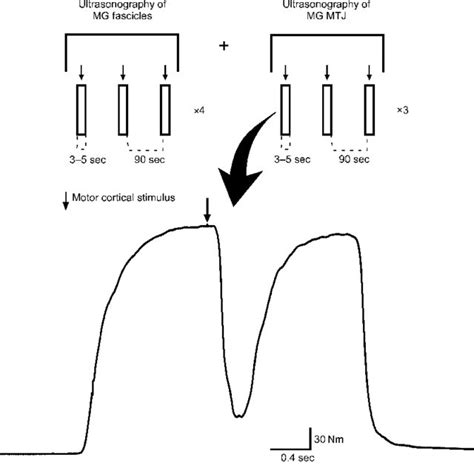Protocol Schematic Top Each Rectangle Represents One Brief 3 Sec