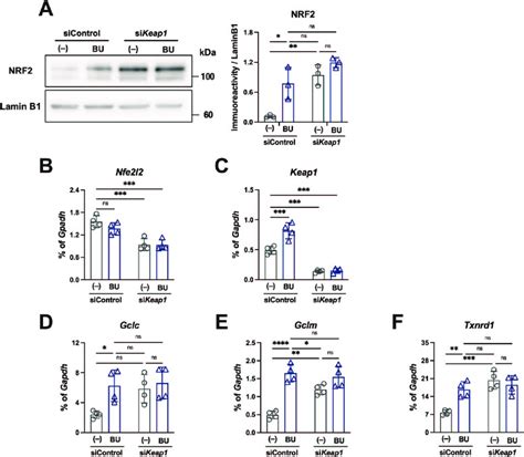 Bu Enhances Nrf2 Accumulation And Transcriptional Activity By