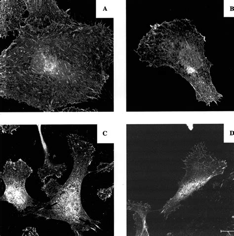 Detection Of Integrin Clustering Glass A And C And Ods B And D Download Scientific Diagram