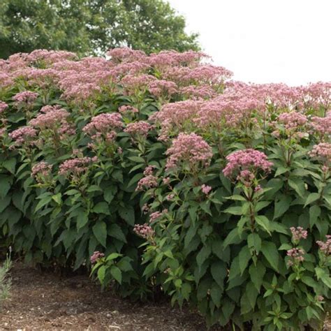 Euphoria™ Ruby Eupatorium Bloomables