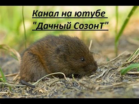 Водяная полевка - как ее поймать - YouTube