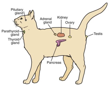 Endocrine System My Version Flashcards Quizlet