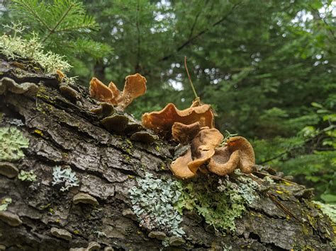 무료 이미지 삼림지 진균류 자연 경관 암탉 나무 귀 트렁크 오리 큘라 리아 식물 목재 균열 그루터기 오래된 성장의 숲 야생 생물 약용 버섯 진균