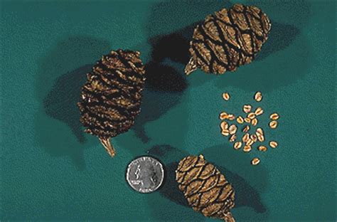 Giant Sequoia Genus Common Trees Of The Pacific Northwest