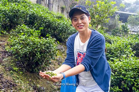 Harry53824石碇永安里長蕭敏玲績優里長新北市石碇區茶園茶油原料茶樹籽 黃 基峰 Flickr