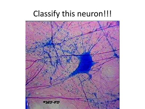 Ppt Neuron Classification Powerpoint Presentation Free Download Id2026393