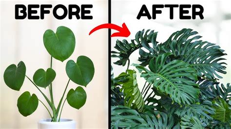 Monstera Wont Split Discover The Secrets To Healthy Growth Indoor
