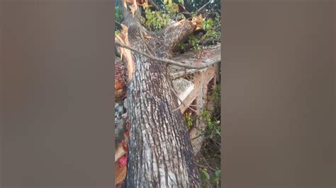 Tree Shortvideo Viral Youtube