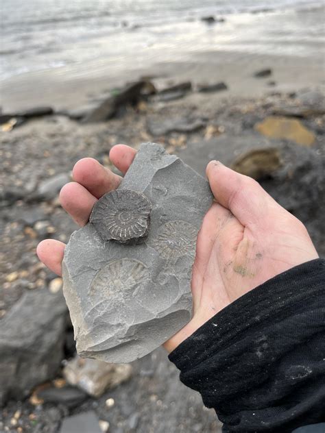 First Day Ever Fossil Hunting While Visiting The Uk R Fossilporn