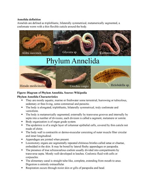 Phylum Annelida Characteristics Classification Examples Annelida Definition Annelids Are