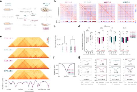 Moderate Changes In Compartment And TAD Organization During Sex Download Scientific Diagram