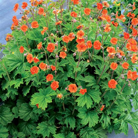 Geum Rustico™ ‘orange Terra Nova® Nurseries Inc