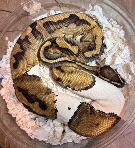 Female Pie Bald Ball Python By Snk Kreatures Female Pie Bald Ball Python By Snk Kreatures