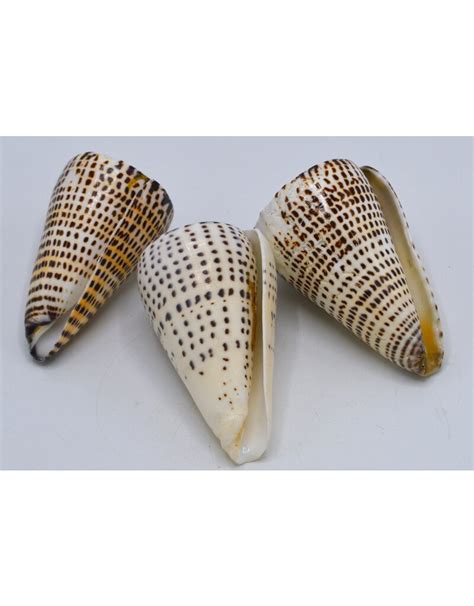 Shell Conus Leopardus Nature Deco