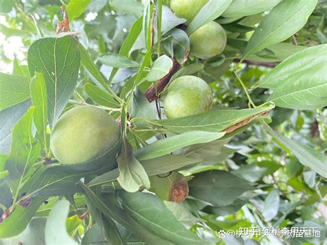 桃李李子苗基地大棚下的李子树苗的种植特点 知乎