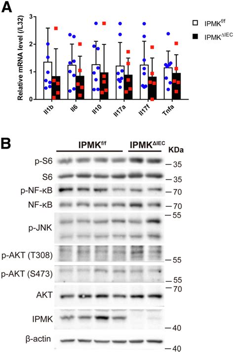 Gut Epithelial Inositol Polyphosphate Multikinase Alleviates Experimental Colitis Via Governing