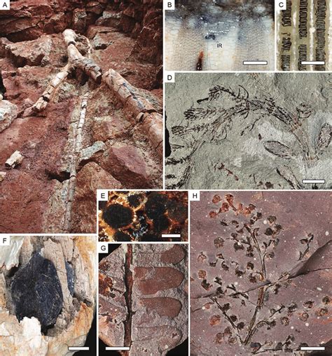 Diversity Of The Plant Fossil Record A More Than 10 M Long Download Scientific Diagram