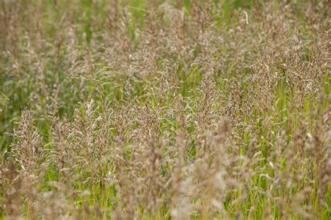 Smooth Bromegrass Justin Seed