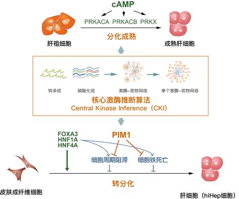中国医学科学院生物医学工程研究所