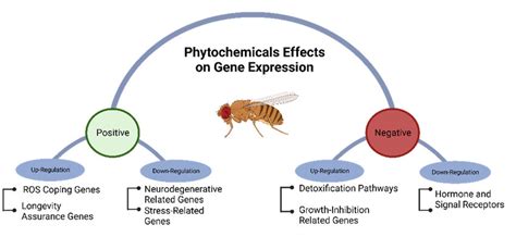 Positive And Negative Genetic Regulation Of Metabolic Pathways In