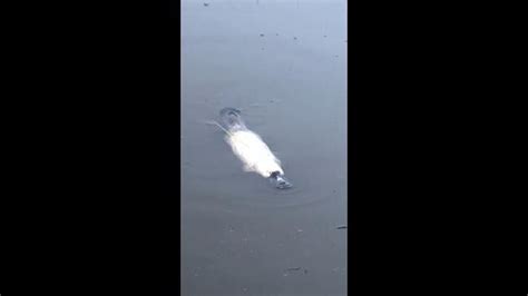 Extremely Rare Platypus Spotted In NSW News Com Au Australias Leading News Site For Latest